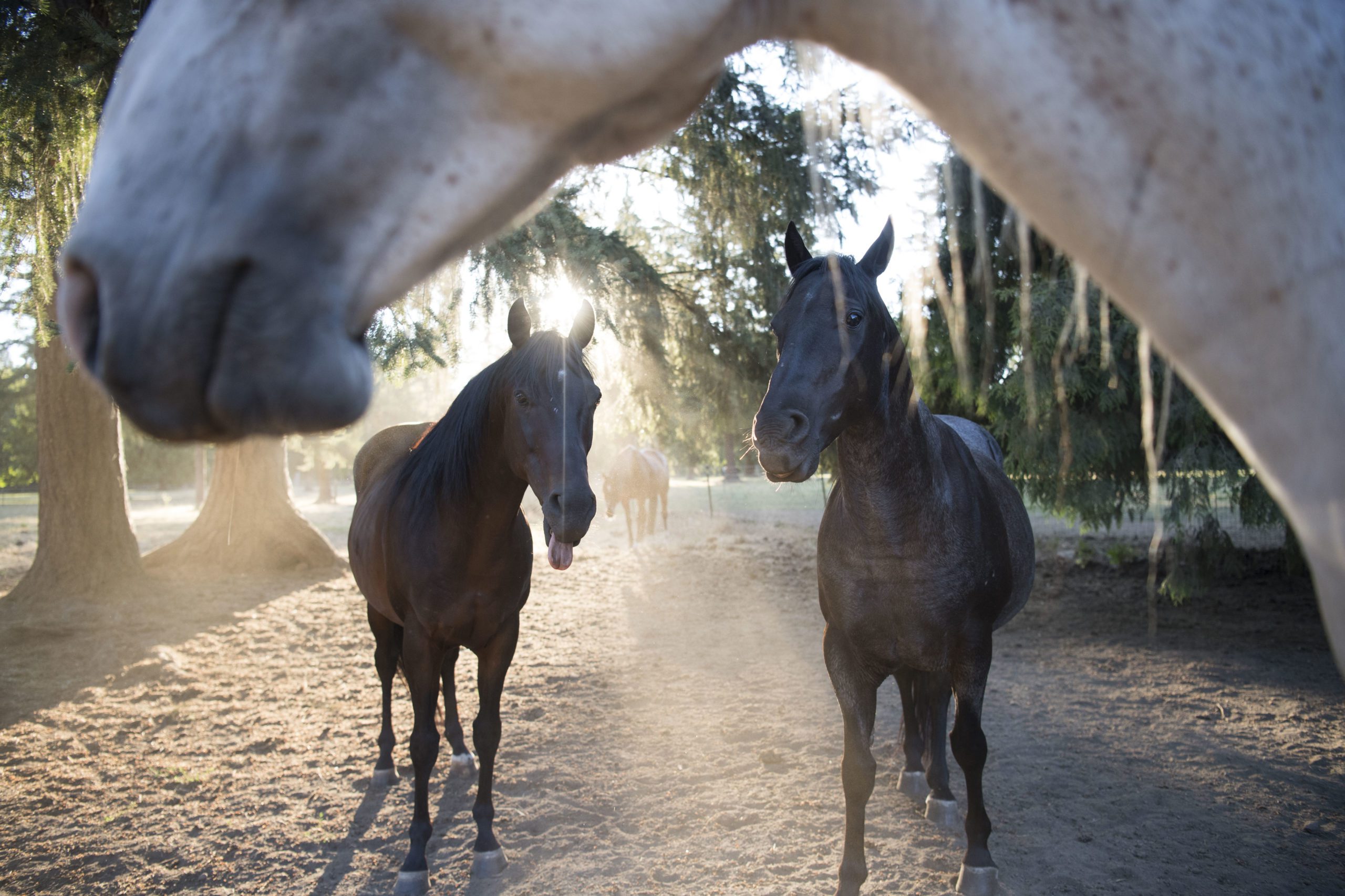 It Is Time to Bring Circuit Riding Back to the Supreme Court